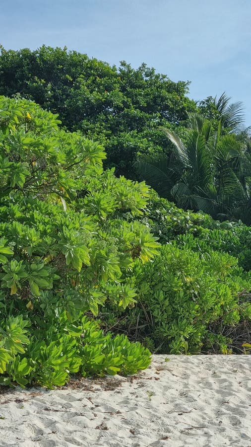 Thoddu Beach in Thoddoo, Maldives Stock Image - Image of shore, blue ...