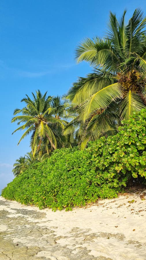 Thoddu Beach in Thoddoo, Maldives Stock Photo - Image of water ...