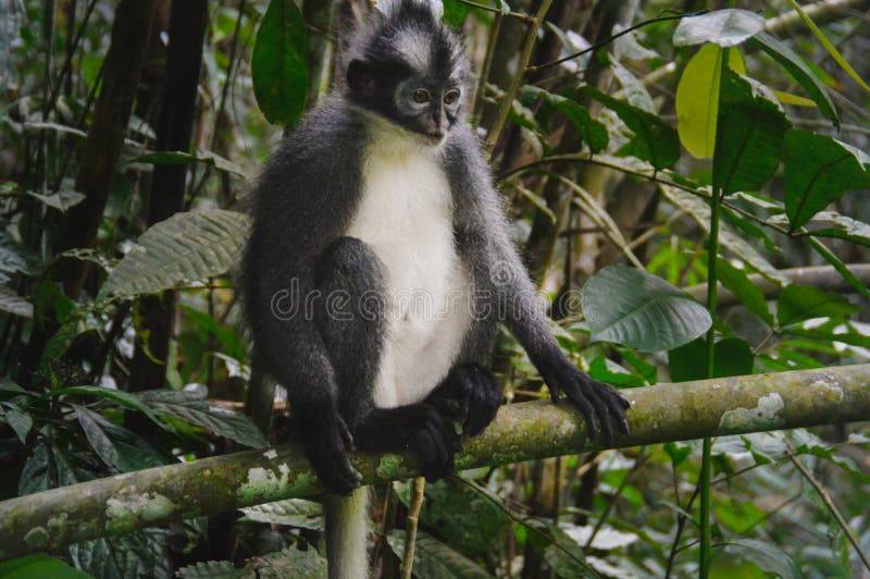 Thomas Leaf Monkey Also Known As Thomas Langur or Presbytis Thomasi ...
