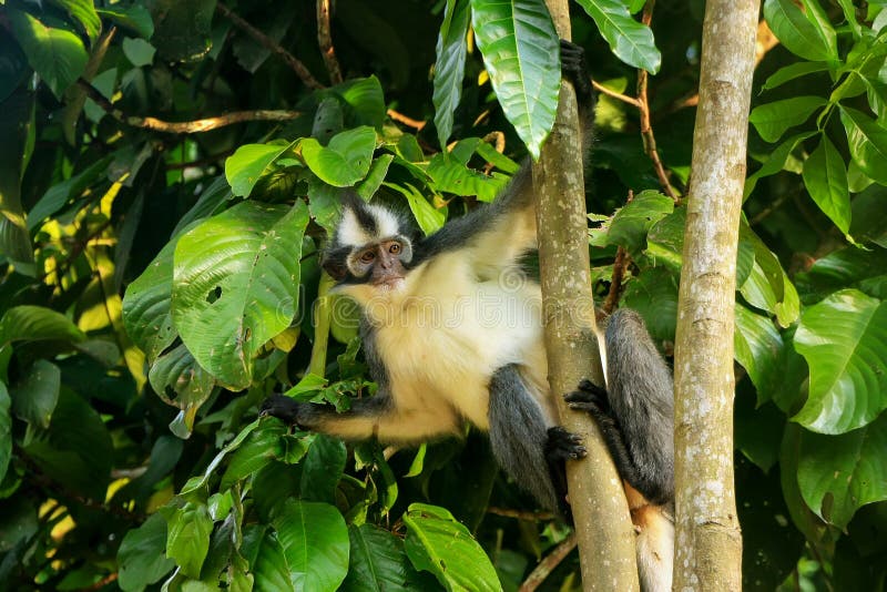 Thomas s leaf monkey stock image. Image of park, male - 22822609
