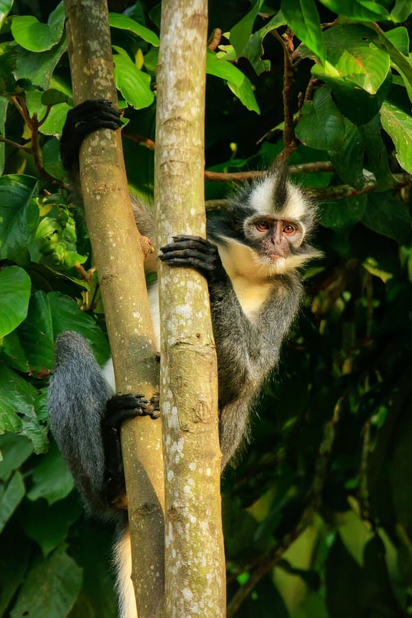 Thomas s leaf monkey stock image. Image of park, male - 22822609