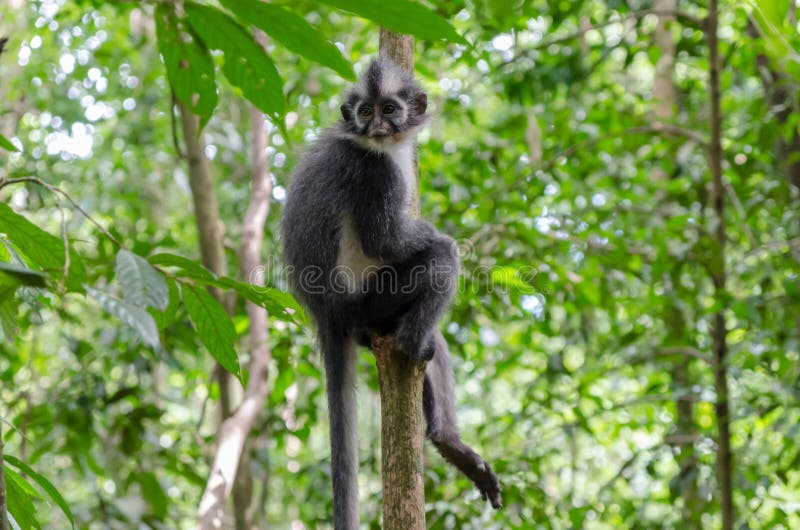 Thomas S Leaf Monkey in Northern Sumatra, Indonesia Stock Photo - Image ...