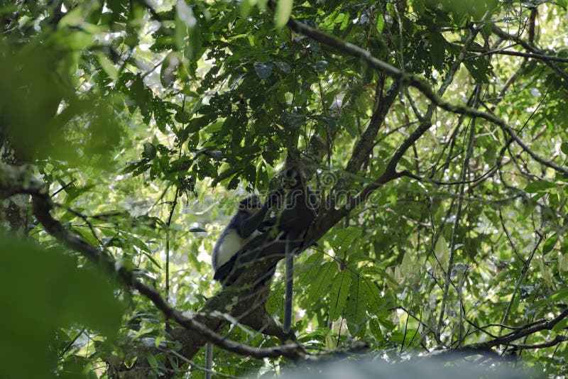 Thomas Leaf Monkey Presbytis Thomasi Stock Photo - Image of presbytis ...