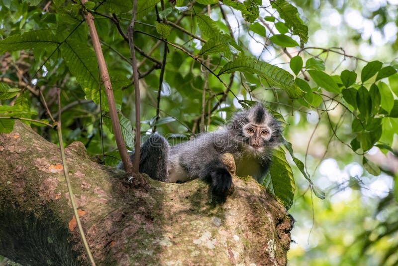 Thomas S Leaf Monkey Presbytis Thomasi Stock Photo - Image of hiking ...