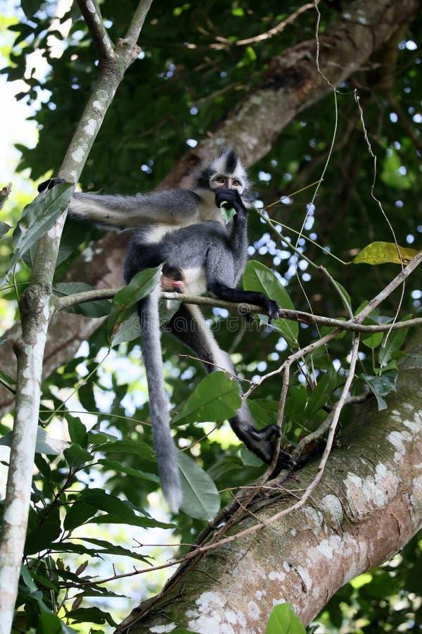 Thomas S Leaf Monkey, Presbytis Thomasi Stock Photo - Image of nature ...