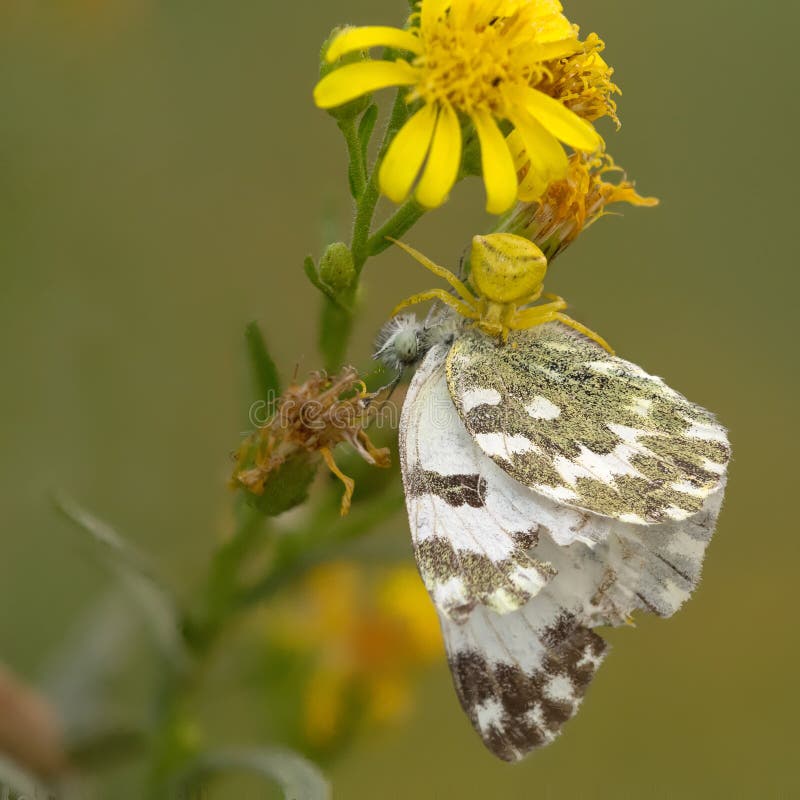 Thomisidae Eating a Butterfly Stock Photo - Image of entomology, animal ...