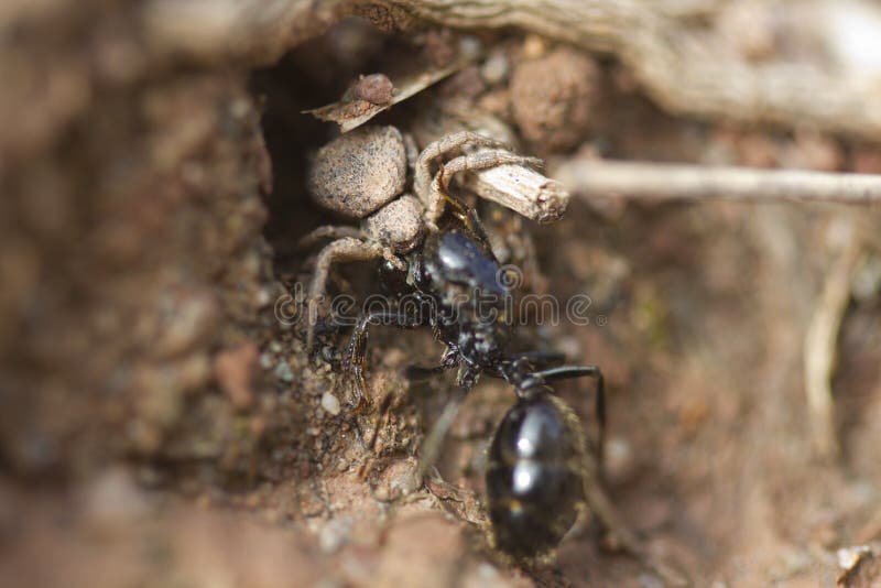 Thomisidae Predator Ant Queen Stock Photo - Image of spider, barbarus ...