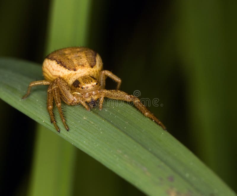Thomisidae Spider (Golden Crab Spider) Ready Stock Photo - Image of ...
