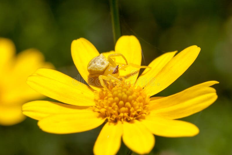 Thomisus Labefactus Stock Photos - Free & Royalty-Free Stock Photos ...