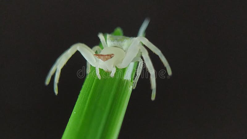 Thomisus Onustus & X28;Spider Crab& X29; 2 Stock Photo - Image of ...