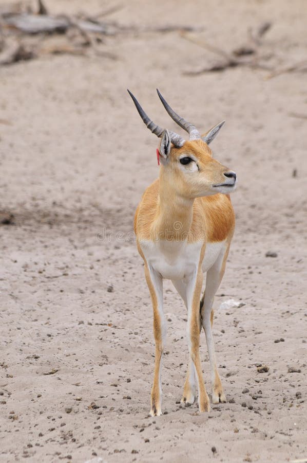Thompsons Gazelle stock image. Image of gazelle, buck - 30397709
