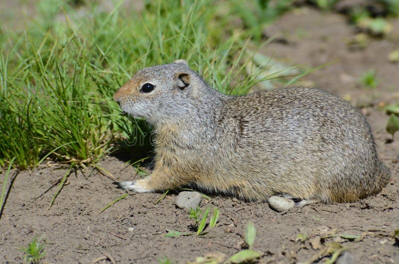Thompsons Ground Squirrel Near His Burrow. Stock Photo - Image of ...