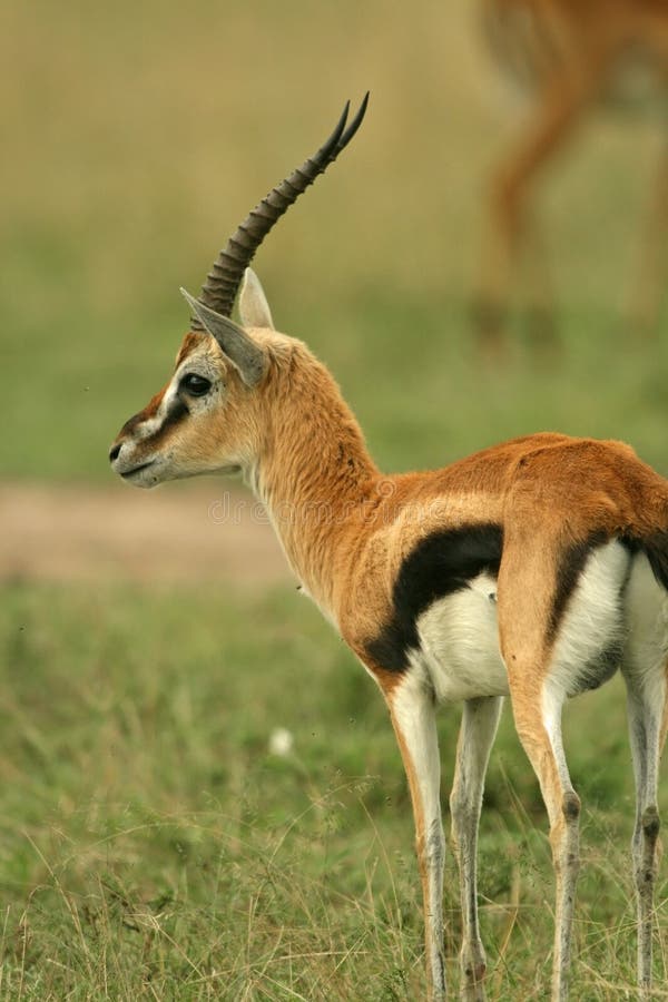 Female Thomson Gazelle stock photo. Image of gazelle, masai - 8856646