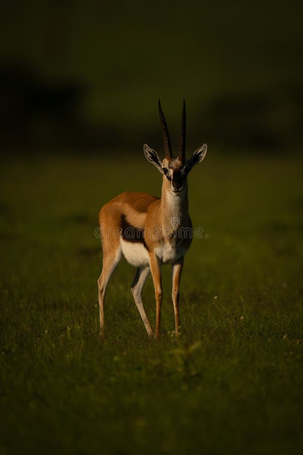 Thomson Gazelle Standing on Grass Facing Camera Stock Image - Image of ...