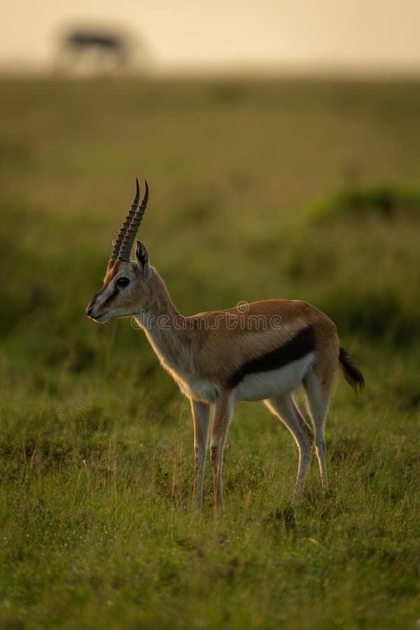 Thomson Gazelle Stands in Grass Near Another Stock Photo - Image of ...