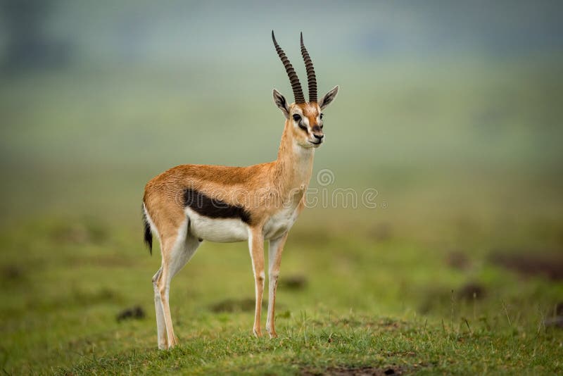 Gazelle Head Stock Images - Download 1,610 Royalty Free Photos