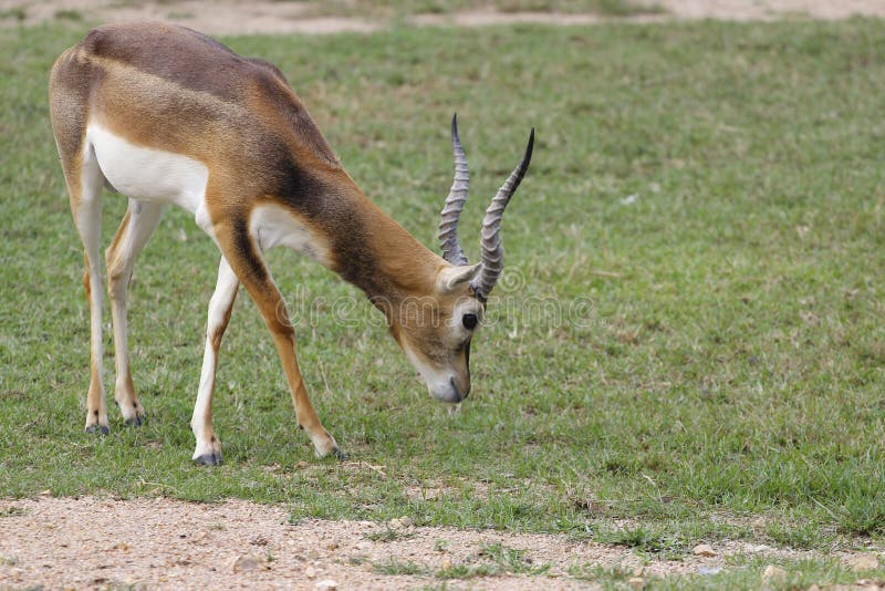 Thomson S Gazelle Eat Grass Stock Photo - Image of male, wildlife: 47472044
