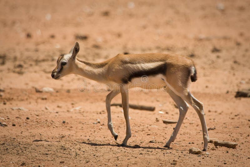 Thomson s Gazelle female stock image. Image of female - 10402125