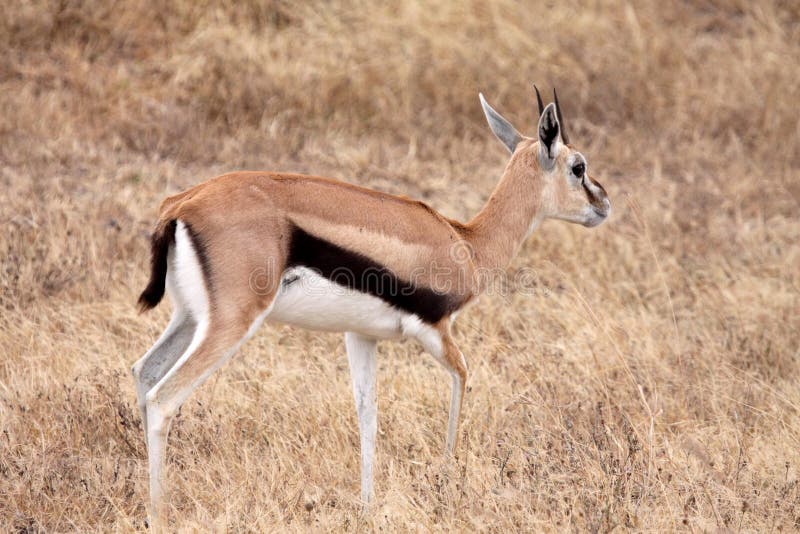 Thomson s Gazelle - Female stock photo. Image of game - 12344398