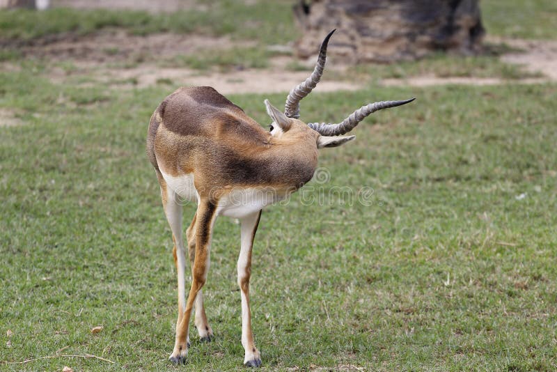 Thomson S Gazelle Eat Grass Stock Image - Image of grass, portrait ...