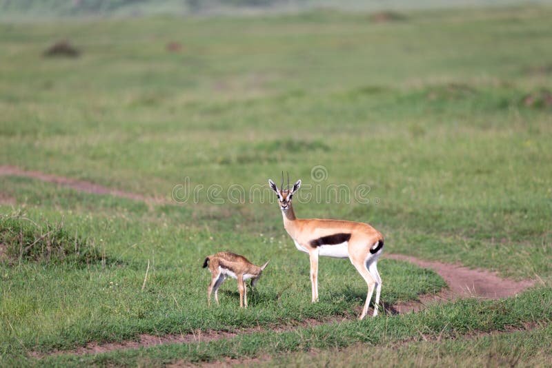A Thomson S Gazelle with Her Offspring in the Savanna Stock Photo ...