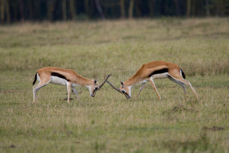 Thomson S Gazelles Fighting Stock Image - Image of compete, bucks: 2413187