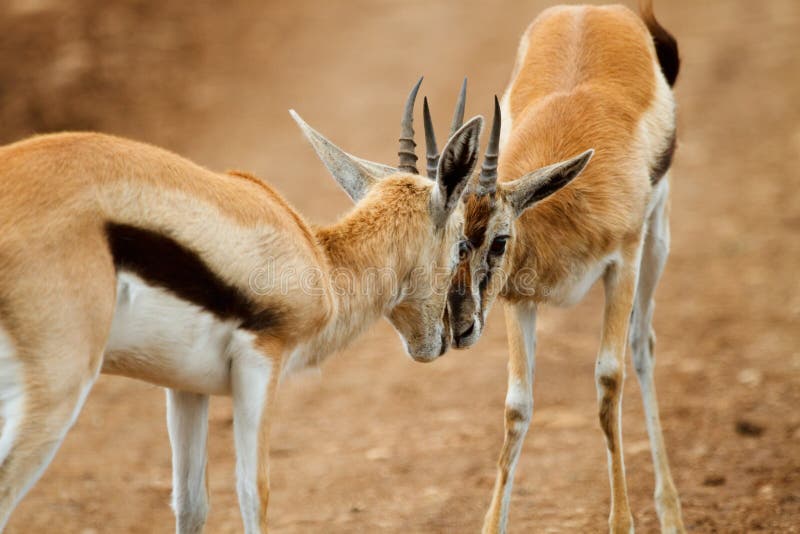 327 Gazelle Fighting Stock Photos - Free & Royalty-Free Stock Photos ...