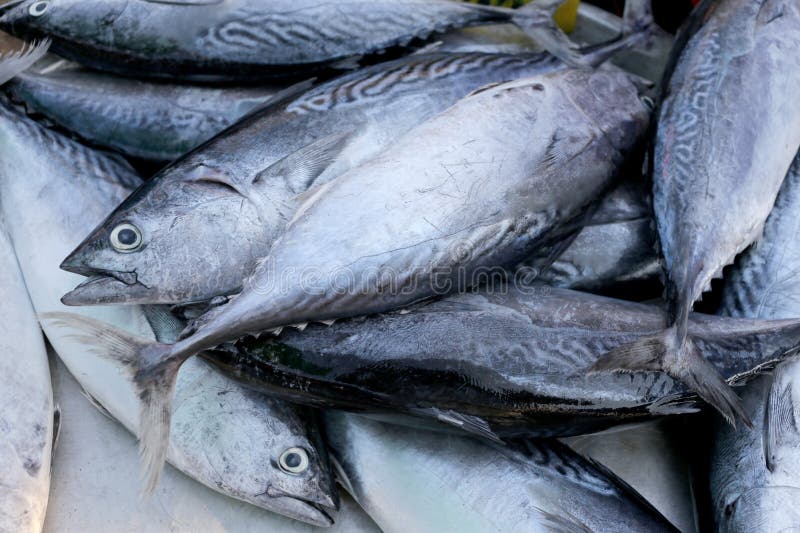 Thon De Longtail Ou Thon De Thonine Du Nord Sur L'ustensile Photo stock ...