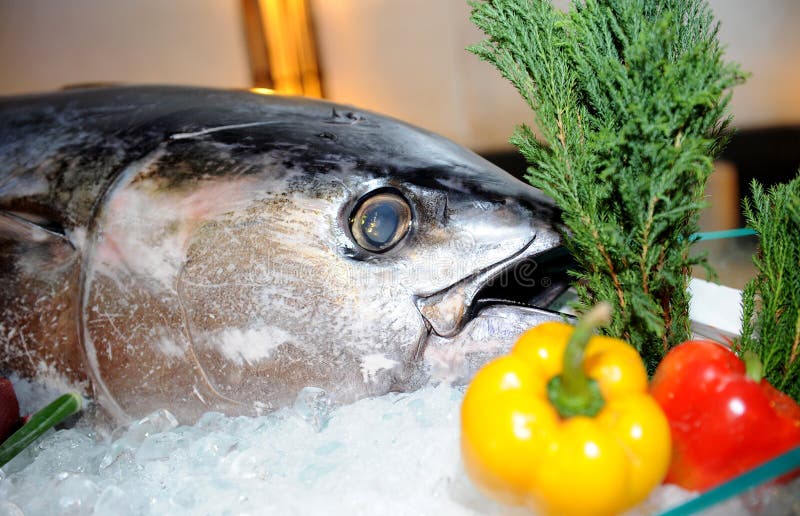 Ligne De Loquet De Thynnus De Thunnus De Thons De La Thonine Quatre ...