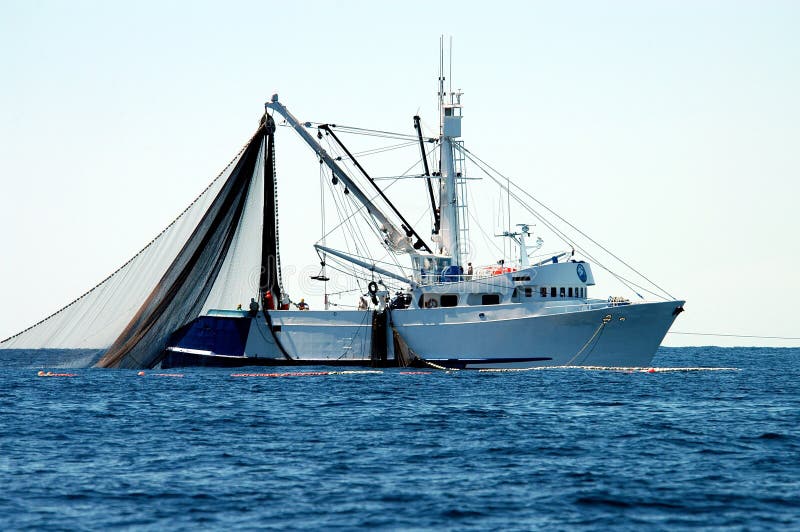 Poissons De Mer De Thynnus De Thunnus De Thon De Thonine Image stock ...