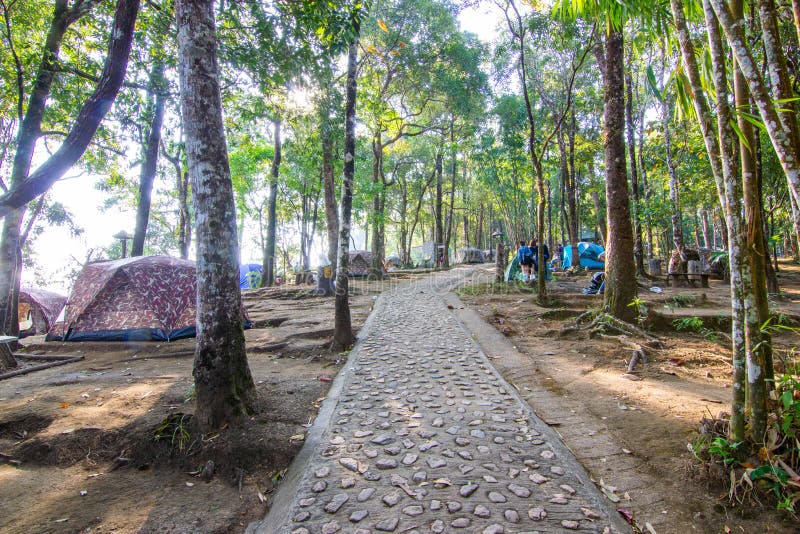 Camping and Tent Under the Pine Forest at Thong Pha Phum National Park ...