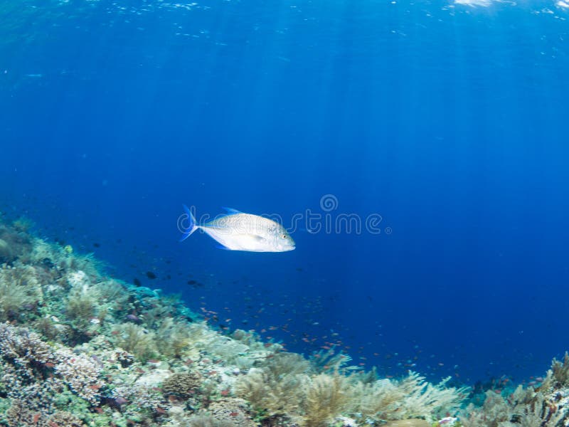 De Thonine Natation De Poissons Trevally Et Son Habitat Naturel Image ...