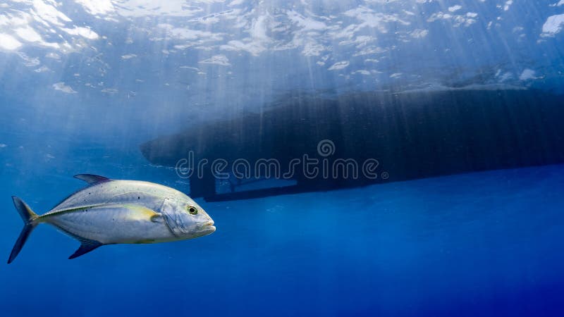De Thonine Natation De Poissons Trevally Et Son Habitat Naturel Image ...