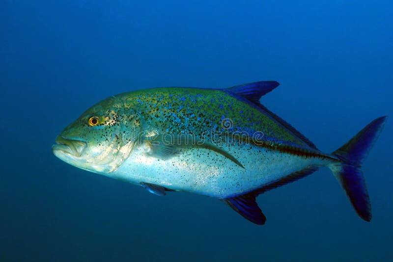 De Thonine Natation De Poissons Trevally Et Son Habitat Naturel Image ...
