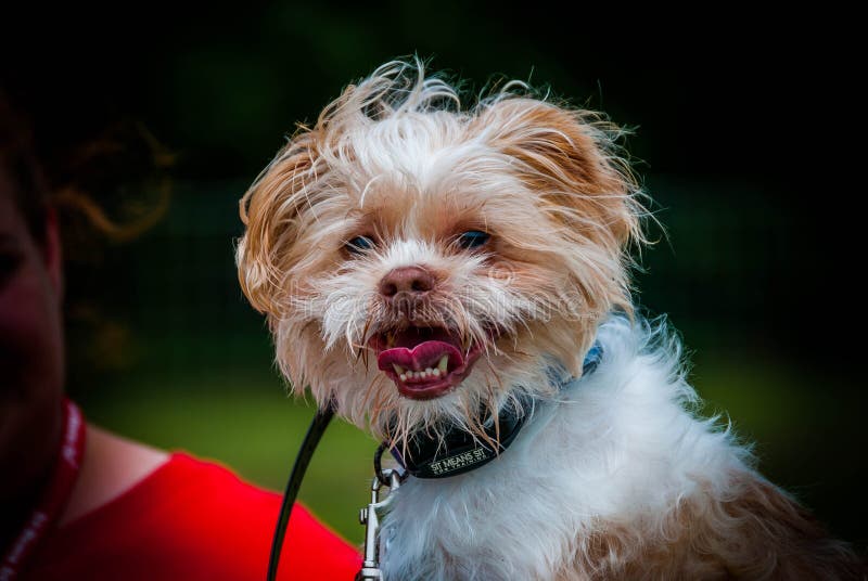 Shih Tzu Poodle Cross Stock Photos - Free & Royalty-Free Stock Photos ...