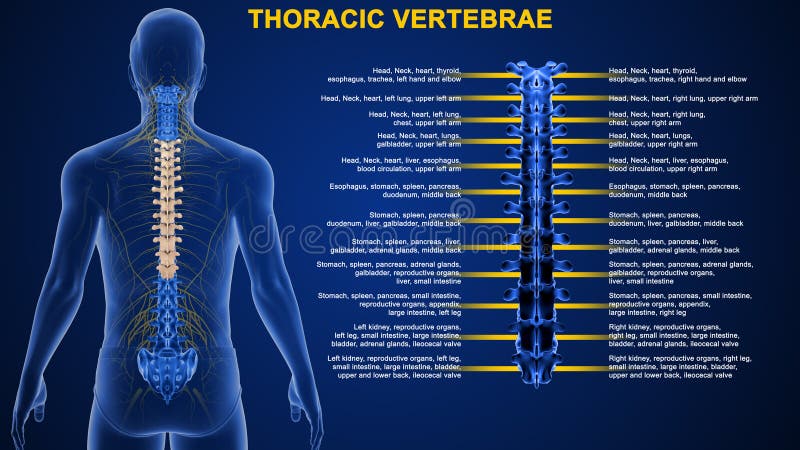 Thoracale Wervels of Thoracale Wervelkolom Stock Illustratie ... Thoracale Wervels of Thoracale Wervelkolom Stock Illustratie ...