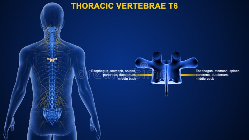 Thoracale Wervels of Thoracale Wervelkolom T6 Stock Illustratie ... Thoracale Wervels of Thoracale Wervelkolom T6 Stock Illustratie ...
