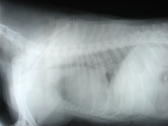 Thoracic cavity by dog stock photo. Image of roentgen - 21261750