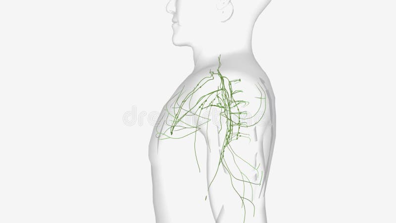 Thoracic Lymph Nodes are Separated into Two Types: Parietal Lymph Nodes ...