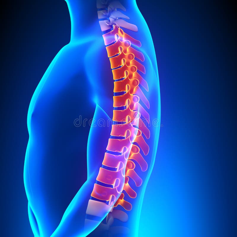 Thoracic Spine - Lateral View Stock Illustration - Illustration of cord ...