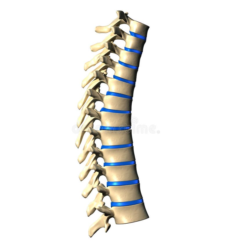 Side View Human Spine Body Stock Illustrations – 413 Side View Human ...