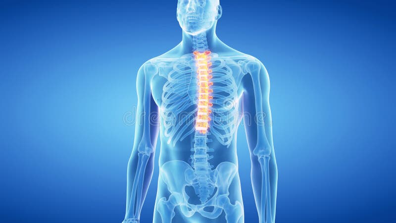 Thoracic Spine T 4 Bone Anatomy for Medical Concept 3D Animation Stock ...