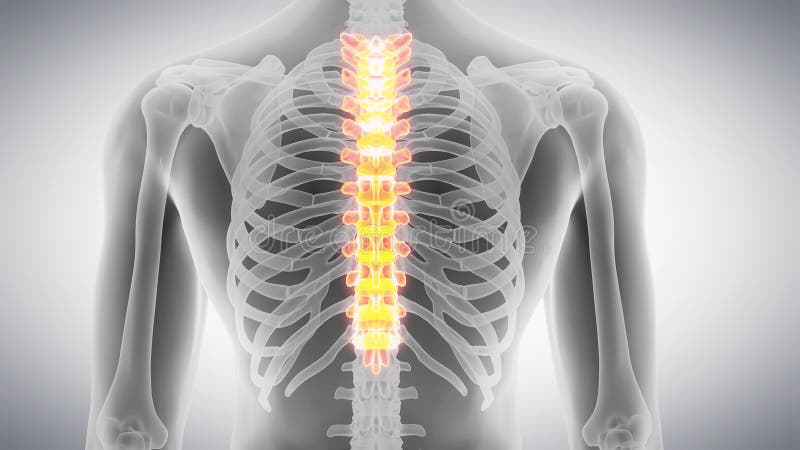 Thoracic Spine T 4 Bone Anatomy for Medical Concept 3D Animation Stock ...