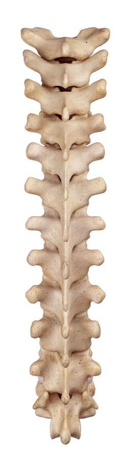 The thoracic spine stock image. Image of vertebrae, spine - 57843545