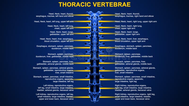 Thoracic Vertebrae or Thoracic Spine Stock Illustration - Illustration ...