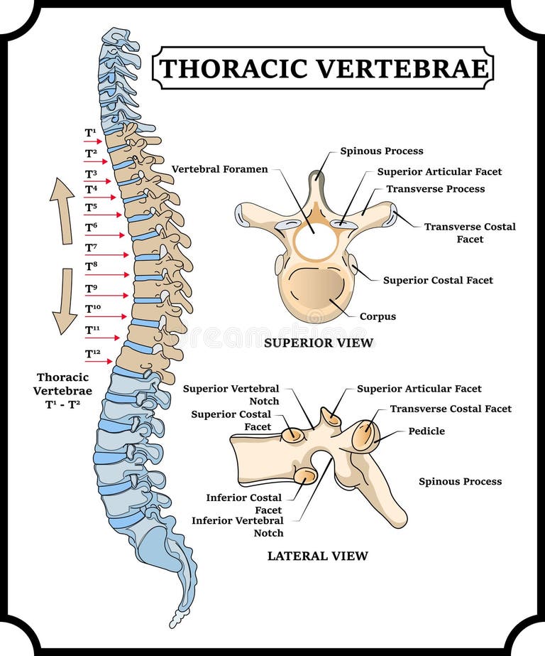 Thoracic Diagram Stock Illustrations – 628 Thoracic Diagram Stock ...