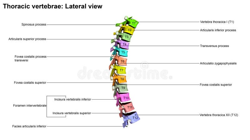 Thoracic vertebrae stock illustration. Illustration of skeleton - 78412421