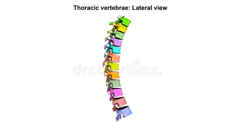Thoracic Vertebrae Lateral View Stock Illustration - Illustration of ...