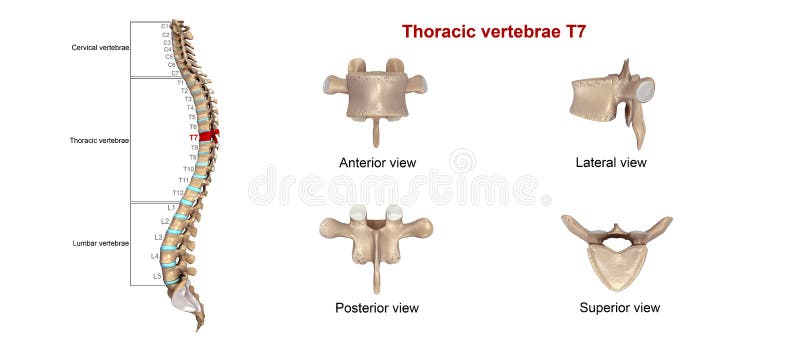 Thoracic vertebrae T7 stock illustration. Illustration of anatomical ...