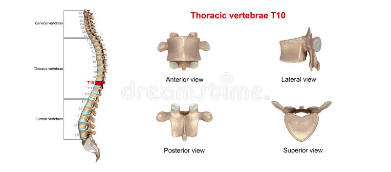 Thoracic vertebrae T6 stock illustration. Illustration of cervical ...
